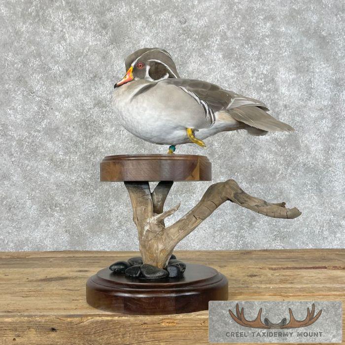 Silver Wood Duck Taxidermy Bird Mount For Sale - Creel Taxidermy