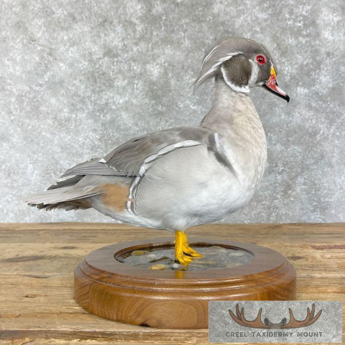 Silver Wood Duck Taxidermy Bird Mount For Sale - Creel Taxidermy
