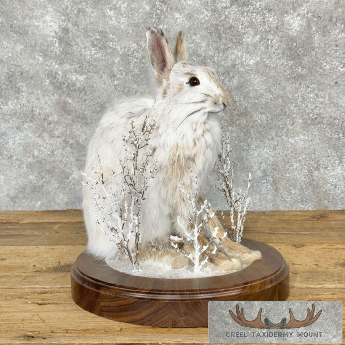 Snowshoe Hare (Rabbit) Taxidermy Mount For Sale - Creel Taxidermy