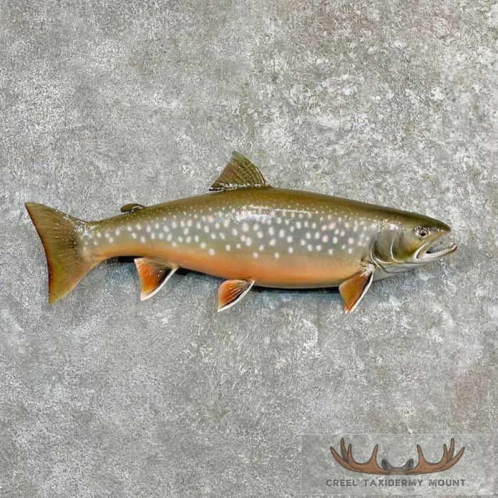 24.5" Splake Taxidermy Fish Mount For Sale - Creel Taxidermy