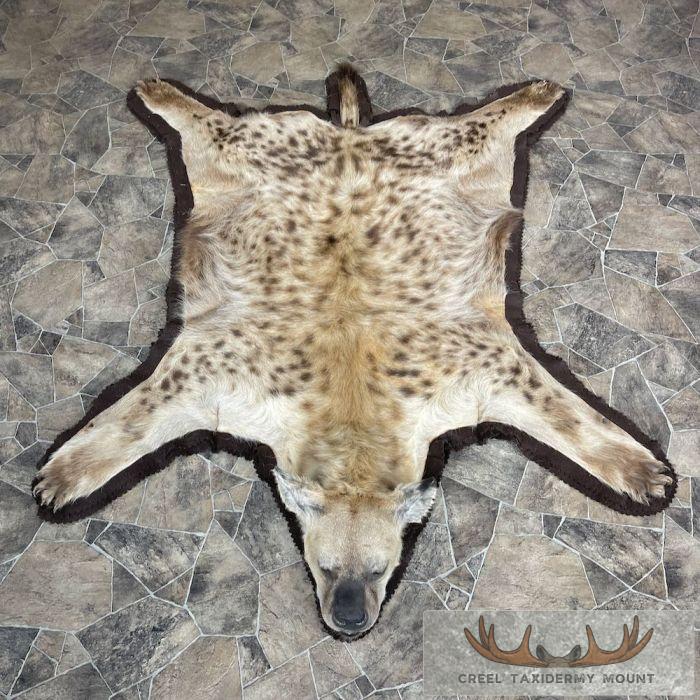 Spotted Hyena Full-Size Taxidermy Rug For Sale - Creel Taxidermy
