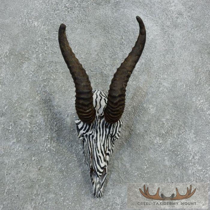 Springbok Skull & Horns European Mount - Creel Taxidermy