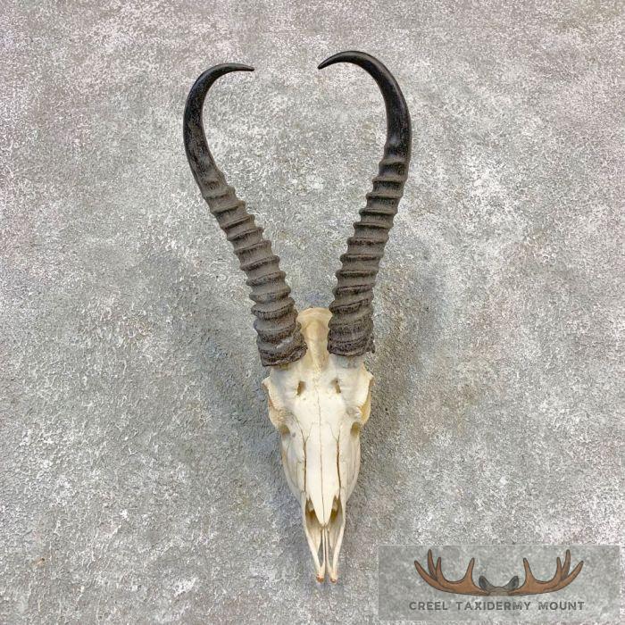 Springbok Skull & Horns European Mount - Creel Taxidermy