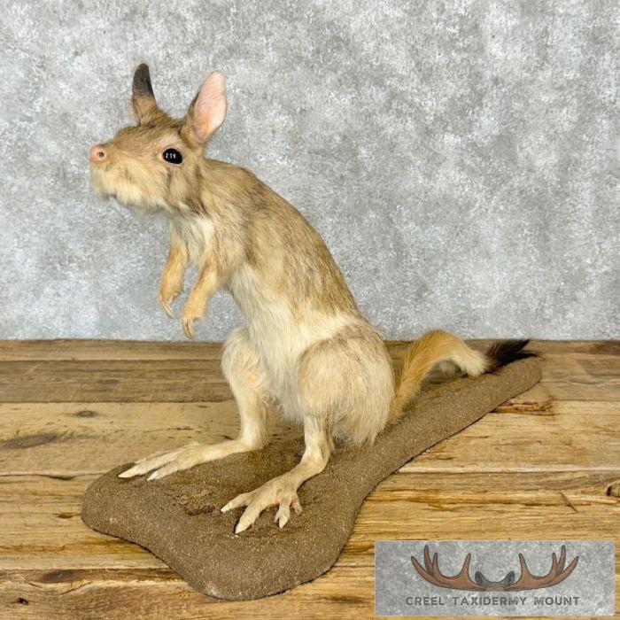 Springhare Taxidermy Mount For Sale - Creel Taxidermy