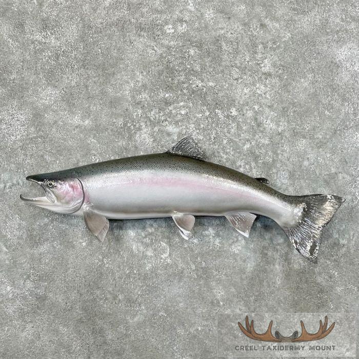 Steelhead Taxidermy Fish Mount For Sale - Creel Taxidermy