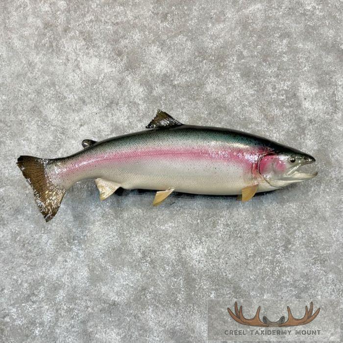 Steelhead Taxidermy Fish Mount For Sale - Creel Taxidermy