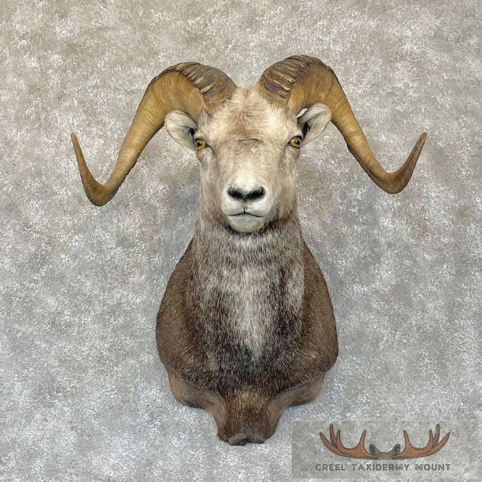 Stone Sheep Ram Taxidermy Shoulder Mount For Sale - Creel Taxidermy