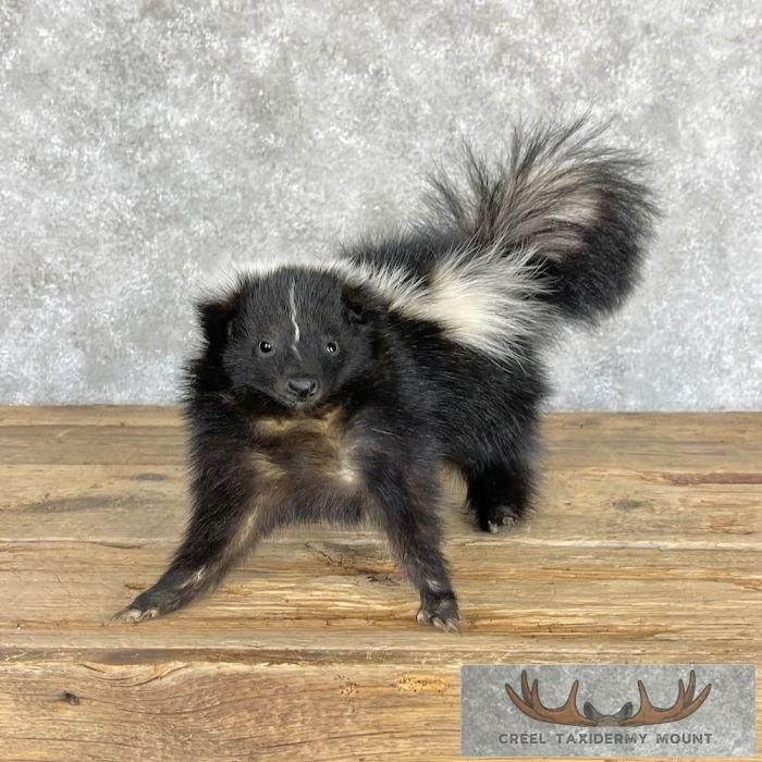 Striped Skunk Life-Size Taxidermy Mount For Sale - Creel Taxidermy