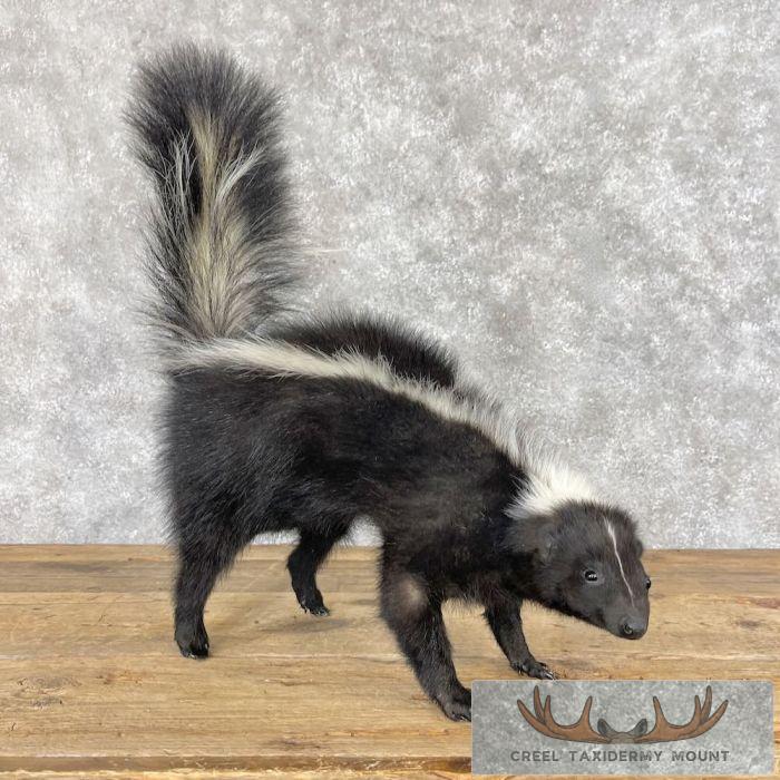 Striped Skunk Life-Size Taxidermy Mount For Sale - Creel Taxidermy