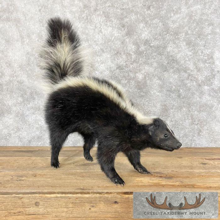 Striped Skunk Life-Size Taxidermy Mount For Sale - Creel Taxidermy