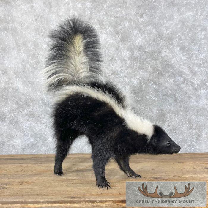 Striped Skunk Life-Size Taxidermy Mount For Sale - Creel Taxidermy