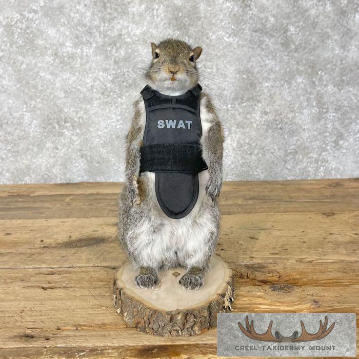 Tactical Swat Squirrel Novelty Taxidermy Mount For Sale - Creel Taxidermy
