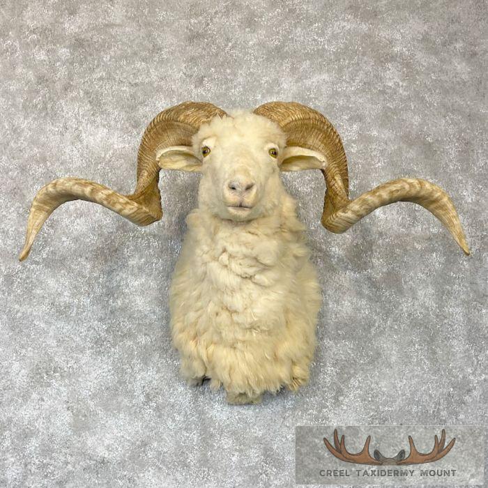 Texas Dall Sheep Taxidermy Shoulder Mount For Sale - Creel Taxidermy