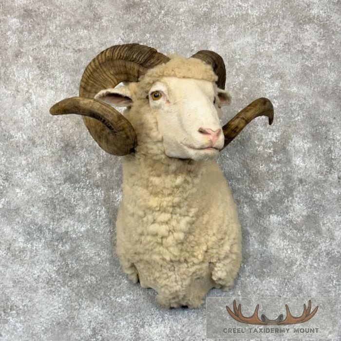 Texas Dall Sheep Taxidermy Shoulder Mount For Sale - Creel Taxidermy