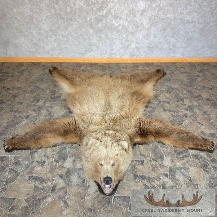 Toklat Grizzly Bear Full Size Taxidermy Rug Mount For Sale - Creel ...