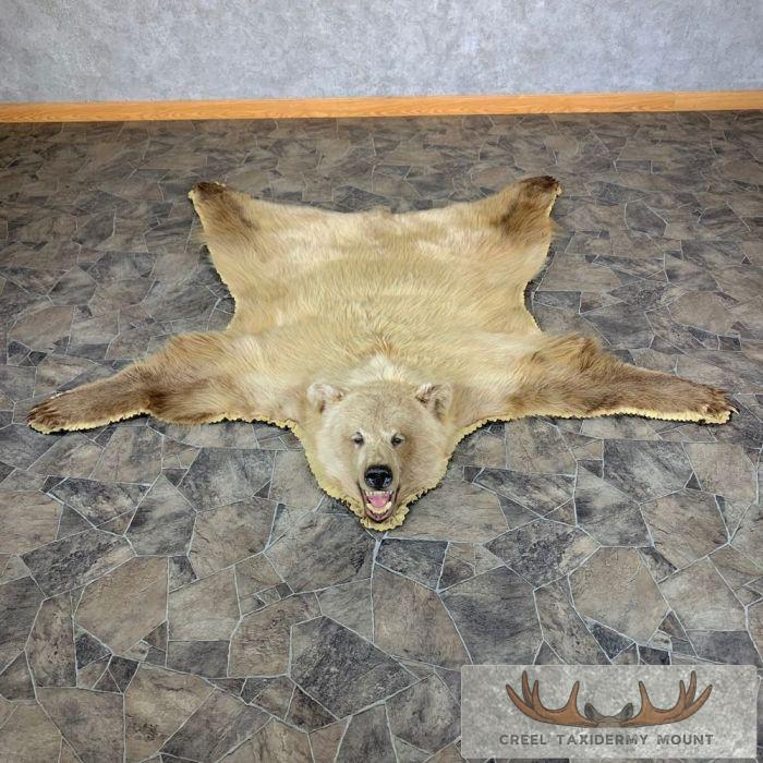 Toklat Grizzly Bear Full Size Taxidermy Rug Mount For Sale - Creel ...