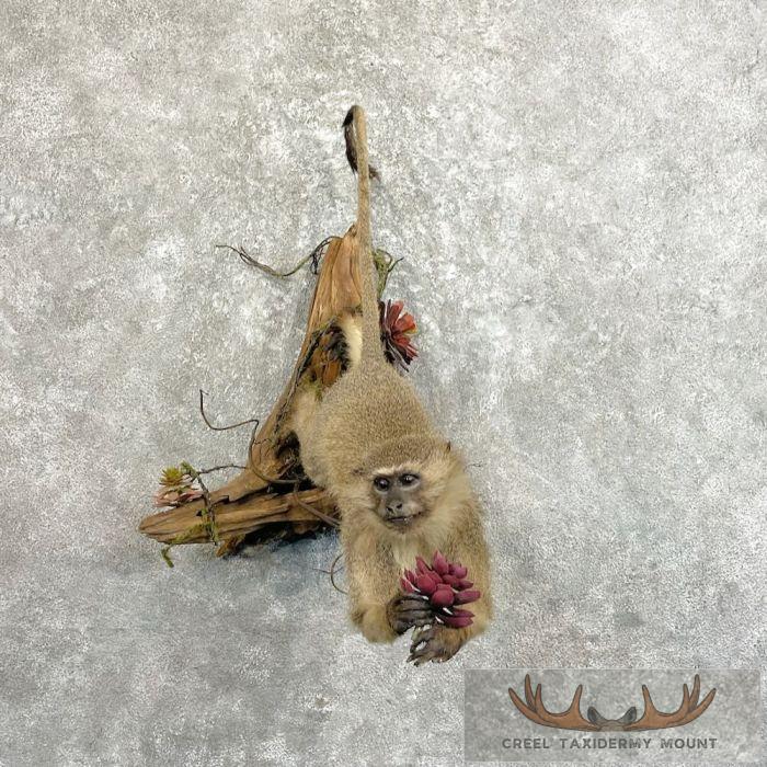 Vervet Monkey Life-Size Taxidermy Mount For Sale - Creel Taxidermy