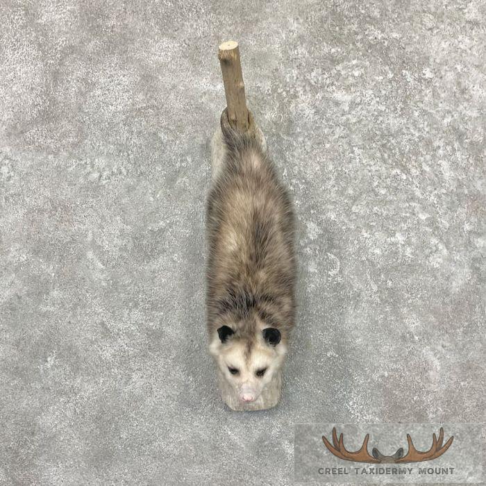 Wall-Hanging Opossum Taxidermy Mount For Sale - Creel Taxidermy