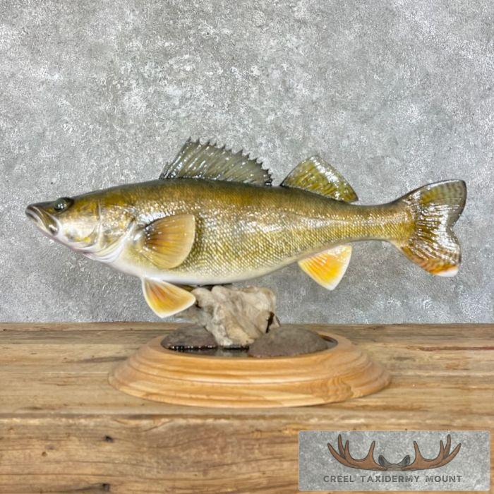 24" Reproduction Walleye Taxidermy Fish Mount For Sale - Creel Taxidermy