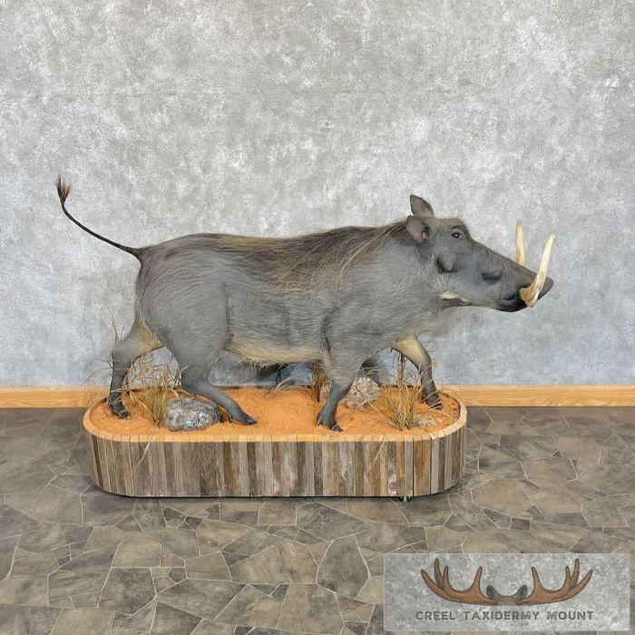 African Warthog Life-Size Taxidermy Mount For Sale - Creel Taxidermy