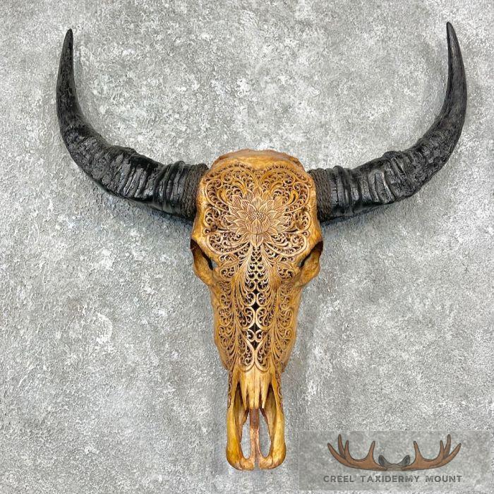 Water Buffalo Skull European Taxidermy Mount For Sale - Creel Taxidermy