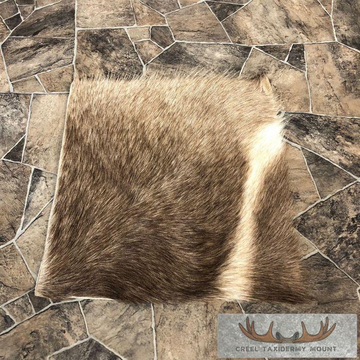 African Waterbuck Tanned Skin Taxidermy Rug For Sale - Creel Taxidermy