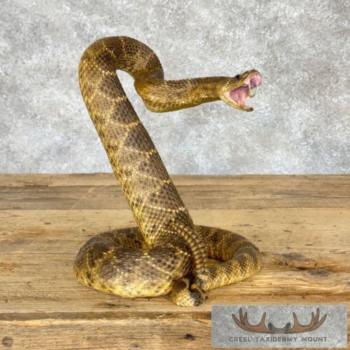 Western Diamondback Rattlesnake Taxidermy Mount For Sale - Creel Taxidermy