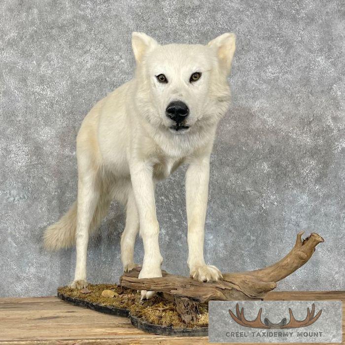 Alaskan White Wolf Life-Size Taxidermy Mount For Sale - Creel Taxidermy