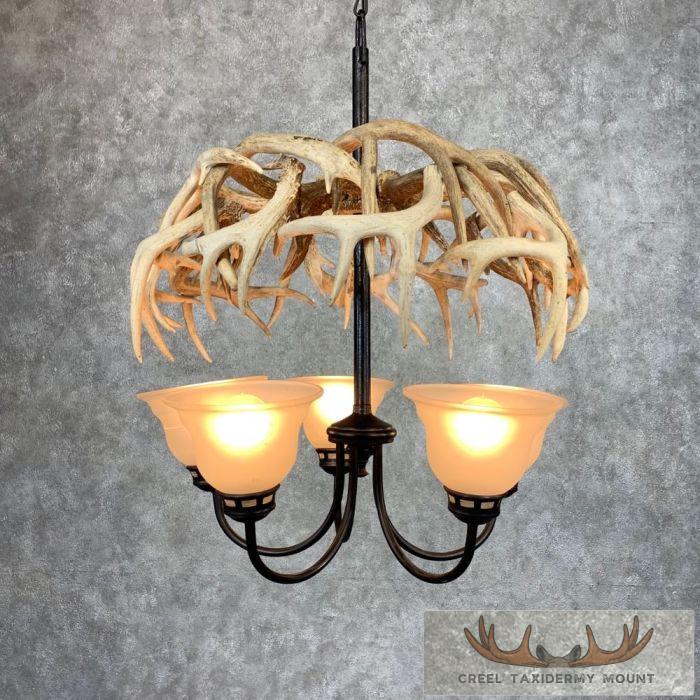 Five Light Whitetail Deer Antler Chandelier For Sale - Creel Taxidermy