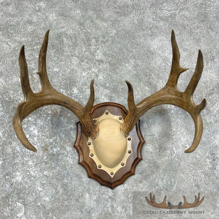 Whitetail Deer Antler Plaque Taxidermy Mount For Sale - Creel Taxidermy