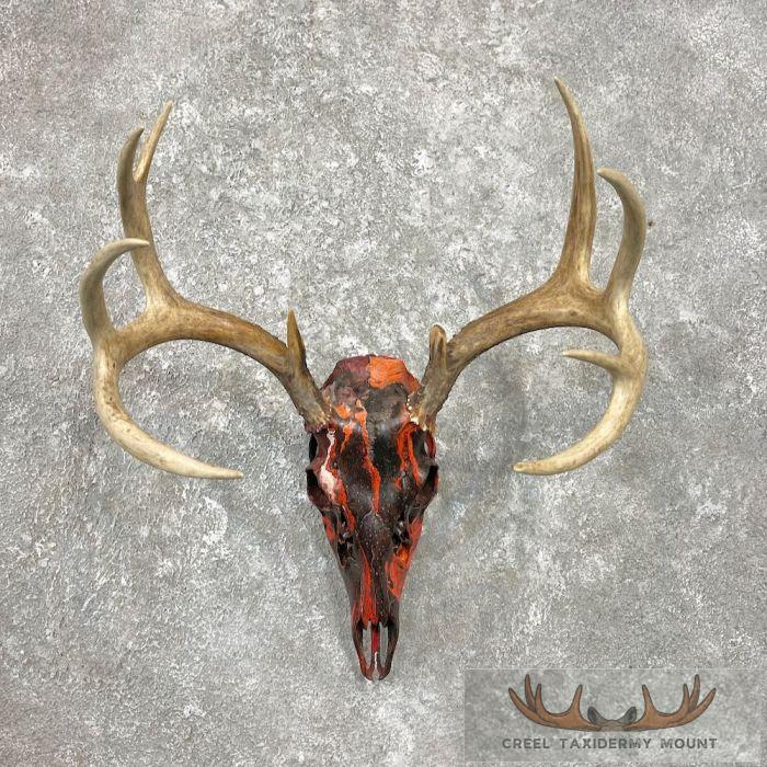 Whitetail Deer Skull Dipped Taxidermy Mount For Sale - Creel Taxidermy