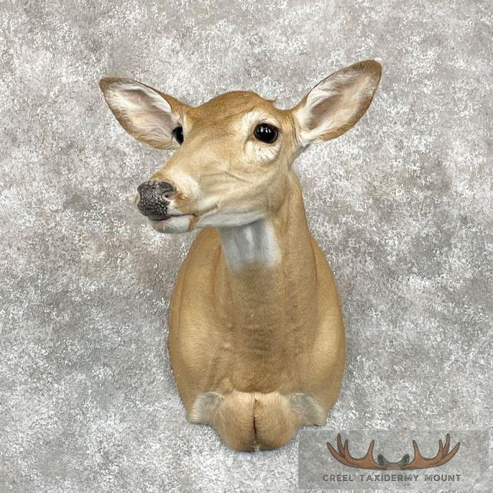 Whitetail Deer Doe Shoulder Taxidermy Mount For Sale - Creel Taxidermy