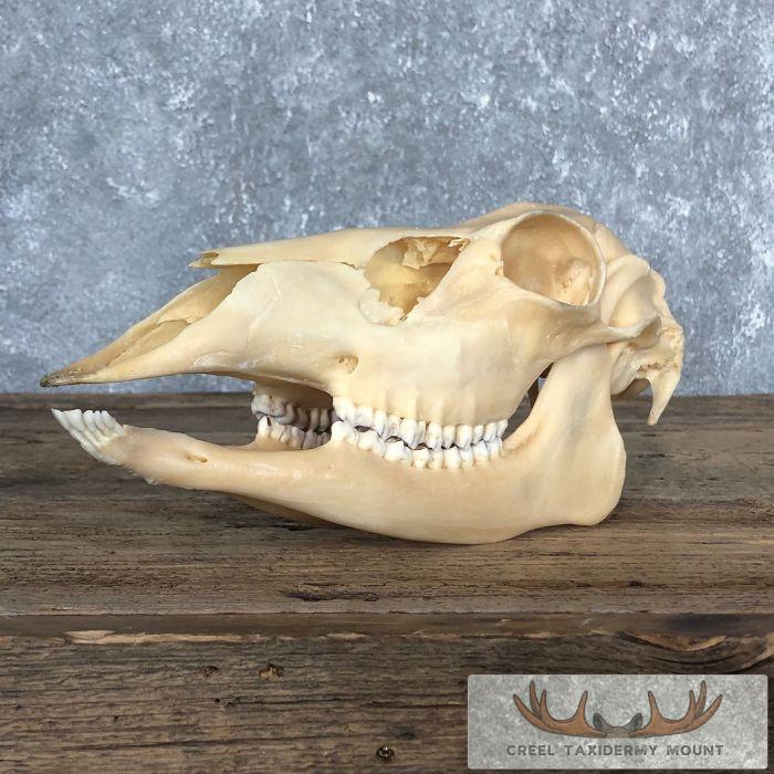 Whitetail Deer Doe Full Skull Taxidermy Mount For Sale - Creel Taxidermy