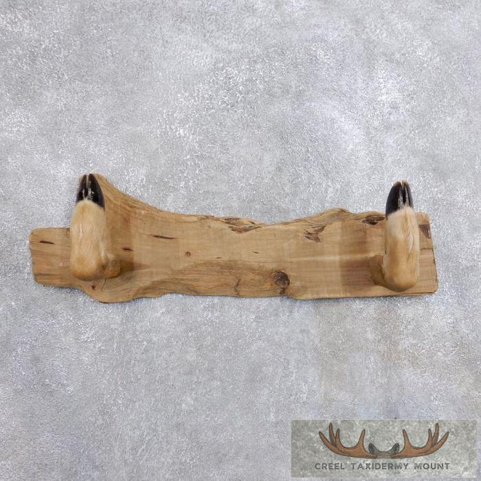 Whitetail Deer Hoof Gun Rack Taxidermy Mount For Sale - Creel Taxidermy