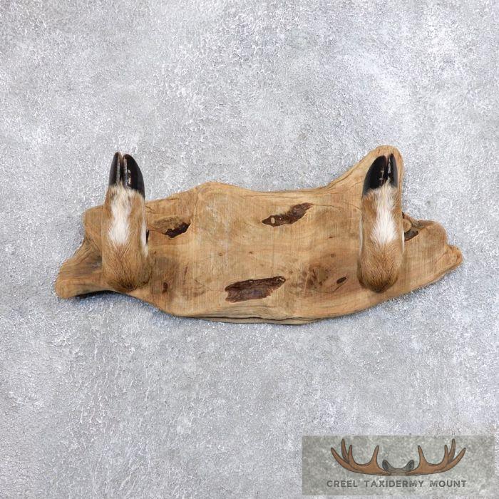 Whitetail Deer Hoof Gun Rack Taxidermy Mount For Sale - Creel Taxidermy