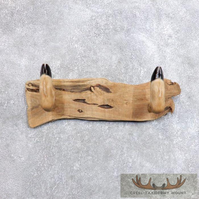 Whitetail Deer Hoof Gun Rack Taxidermy Mount For Sale - Creel Taxidermy