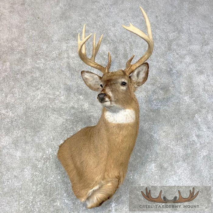 Whitetail Deer Shoulder Taxidermy Mount For Sale - Creel Taxidermy