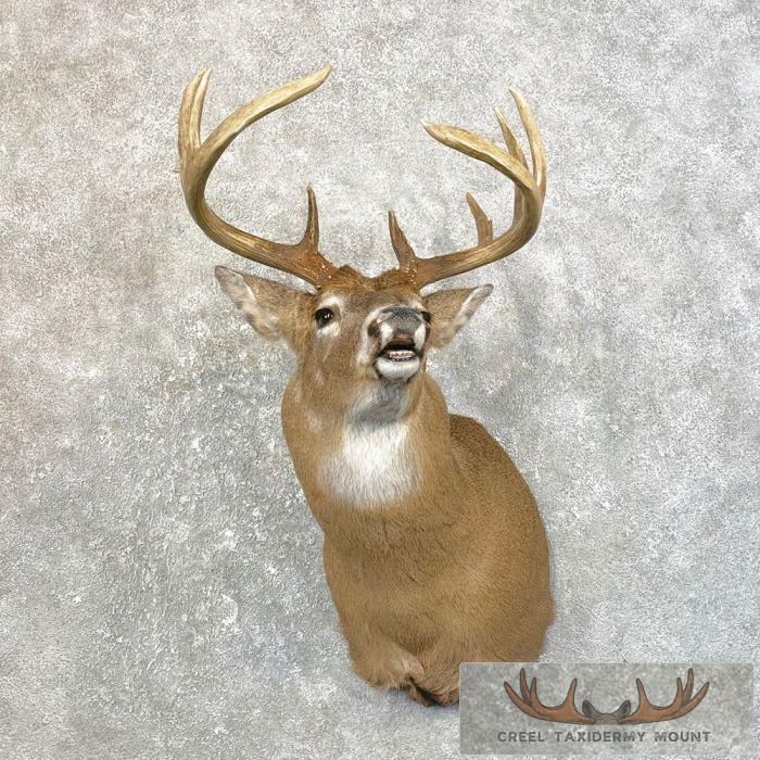 Whitetail Deer Shoulder Taxidermy Mount For Sale - Creel Taxidermy