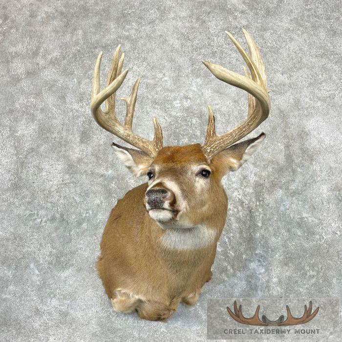 Whitetail Deer Taxidermy Shoulder Mount For Sale - Creel Taxidermy