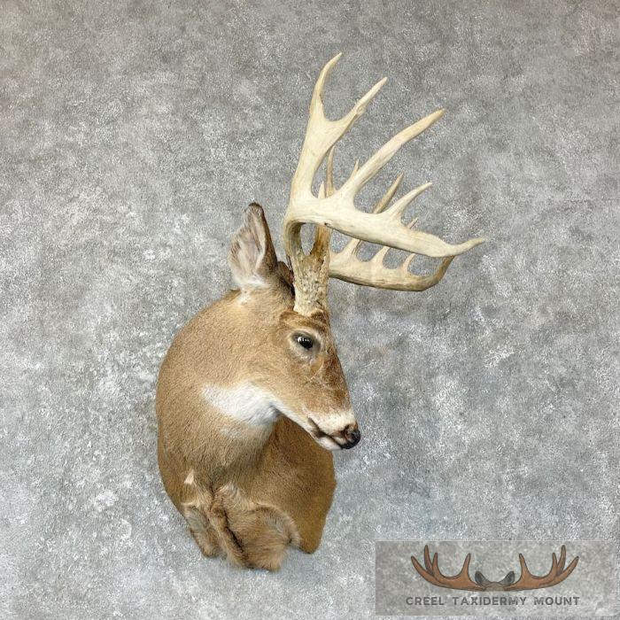 Whitetail Deer Shoulder Taxidermy Mount For Sale - Creel Taxidermy