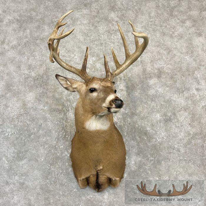 Whitetail Deer Shoulder Taxidermy Mount For Sale - Creel Taxidermy