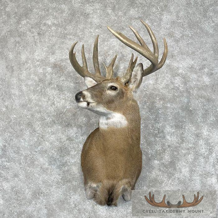 Whitetail Deer Shoulder Taxidermy Mount For Sale - Creel Taxidermy