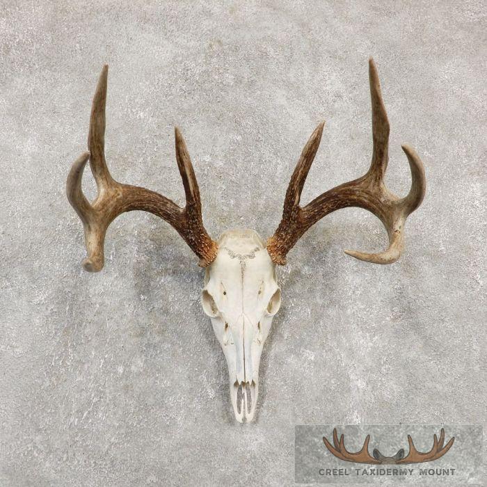 Whitetail Deer Skull European Taxidermy Mount For Sale - Creel Taxidermy