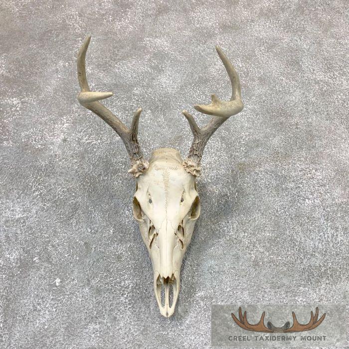 Whitetail Deer Skull European Taxidermy Mount For Sale - Creel Taxidermy