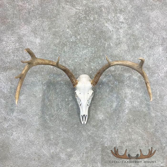 Whitetail Deer Skull European Taxidermy Mount For Sale - Creel Taxidermy
