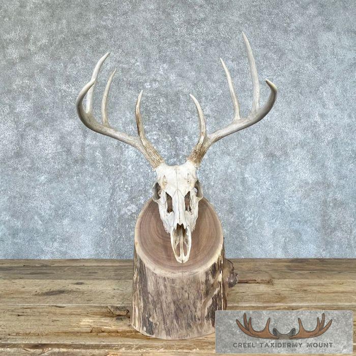 Whitetail Skull Scene Taxidermy Mount For Sale - Creel Taxidermy
