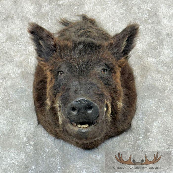 Wild Boar Taxidermy Shoulder Mount For Sale - Creel Taxidermy