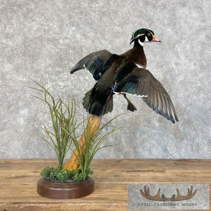 Wood Duck Taxidermy Bird Mount For Sale - Creel Taxidermy