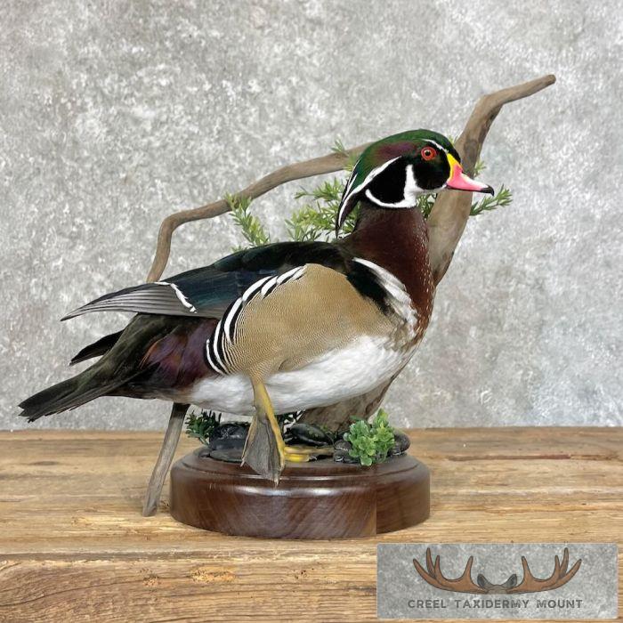 Wood Duck Taxidermy Bird Mount For Sale - Creel Taxidermy